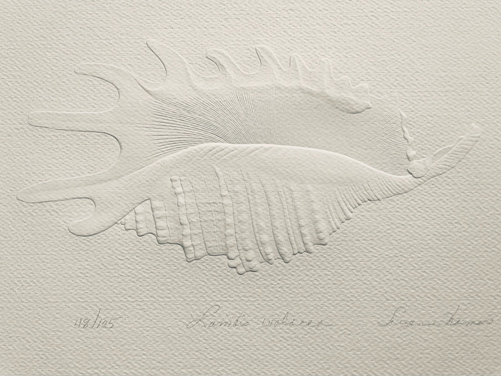 Bas Relief Paper Sculpting White Seashell Design Gouache – Designer ...