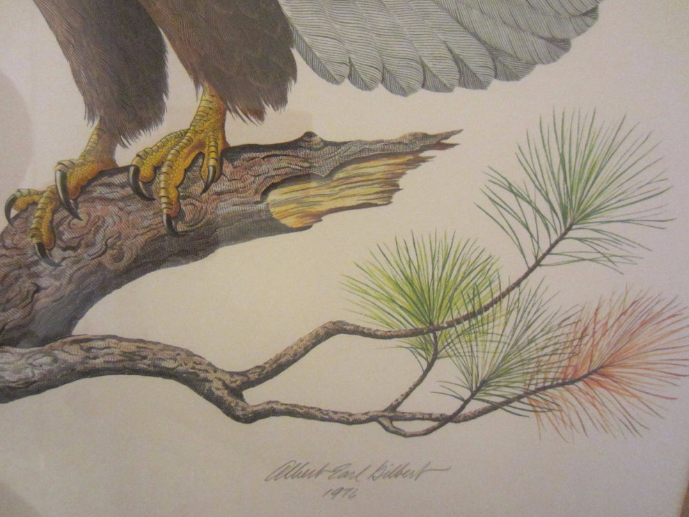 Albert Earl Gilbert The American Bald Eagle Mid Century Illustration ...