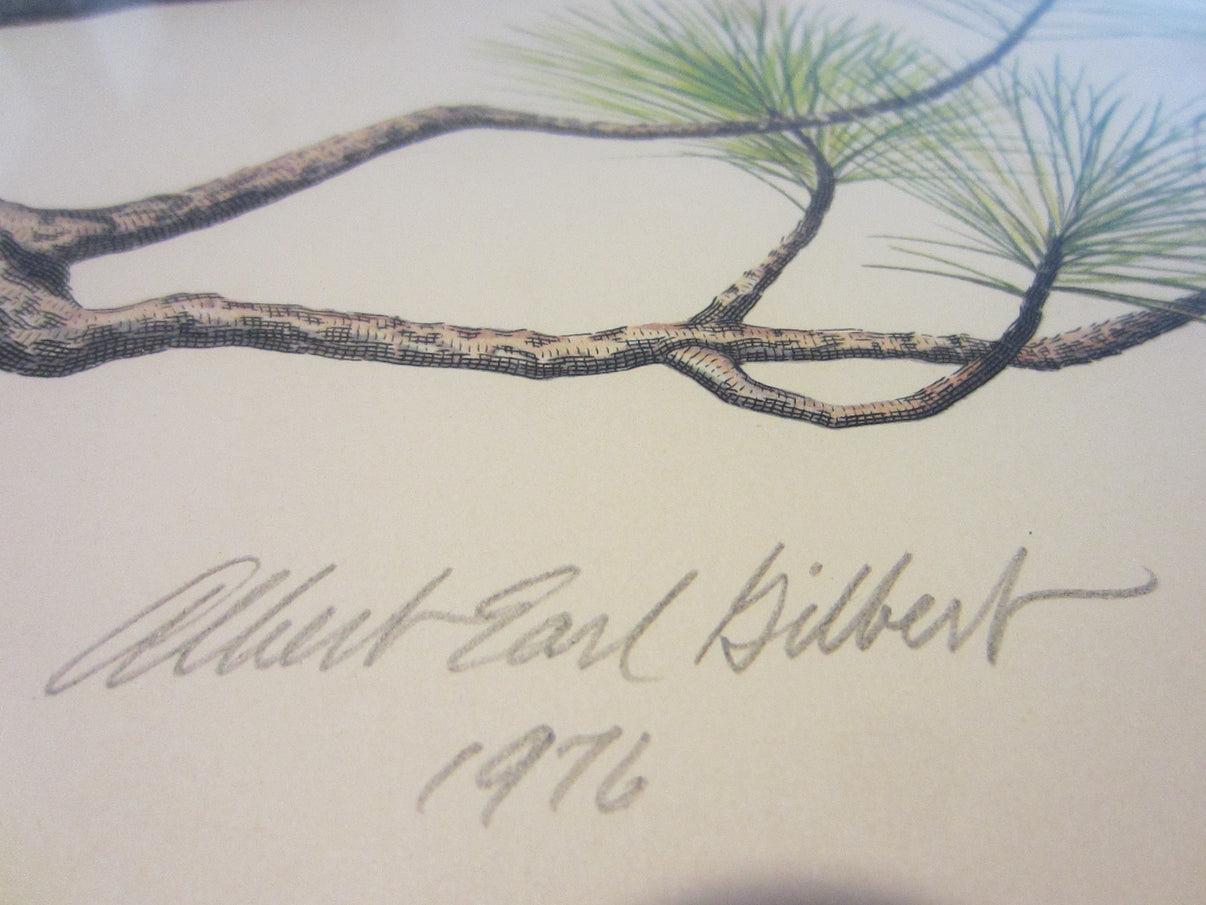 Albert Earl Gilbert The American Bald Eagle Mid Century Illustration ...